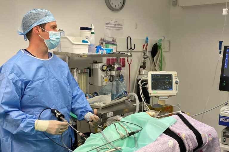 Benefits Of Veterinary Laparoscopy & Keyhole Surgery | Simply Keyhole